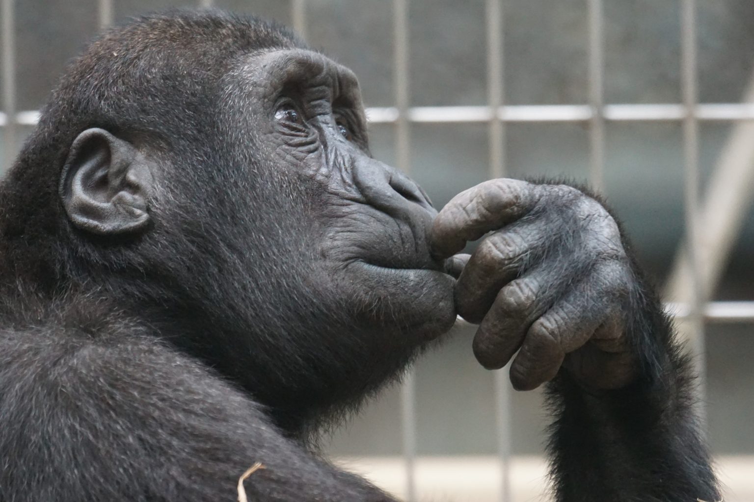 How Much DNA Do Humans Share With Other Animals and Plants?