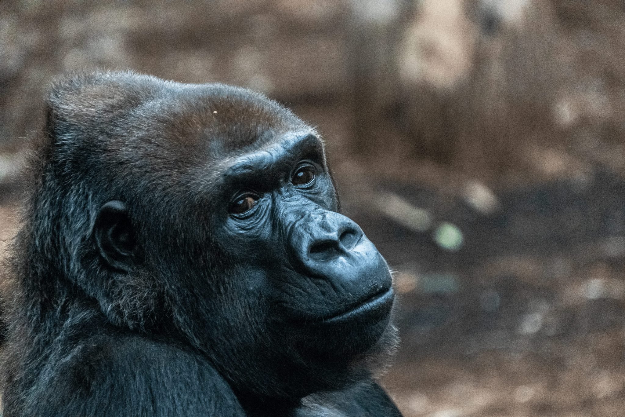 How Much DNA Do Humans Share With Other Animals and Plants?