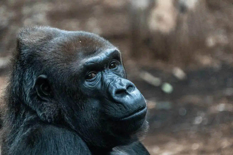 How Much DNA Do Humans Share With Other Animals and Plants?