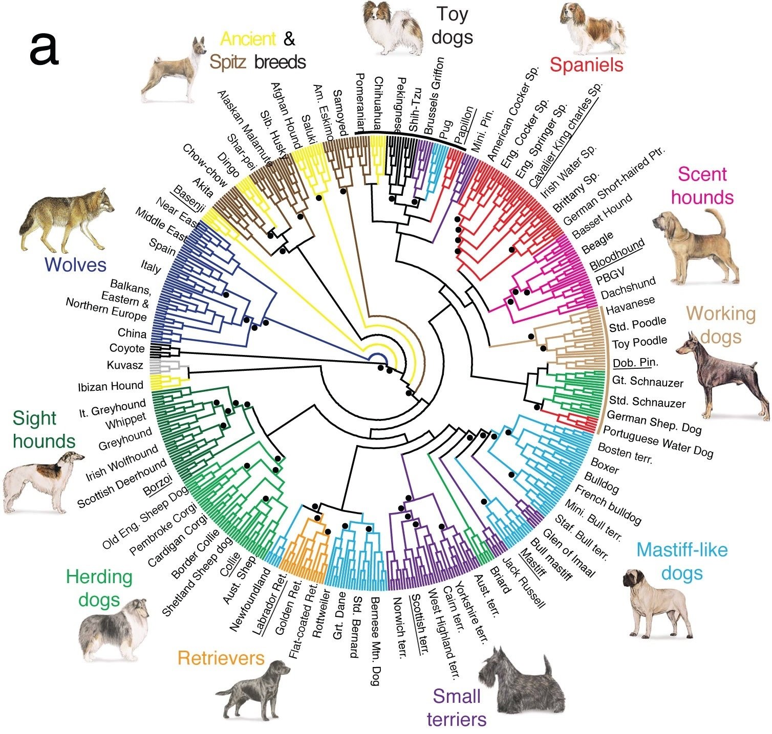 Dog Family Tree