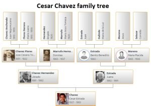 Cesar Chavez Family Tree